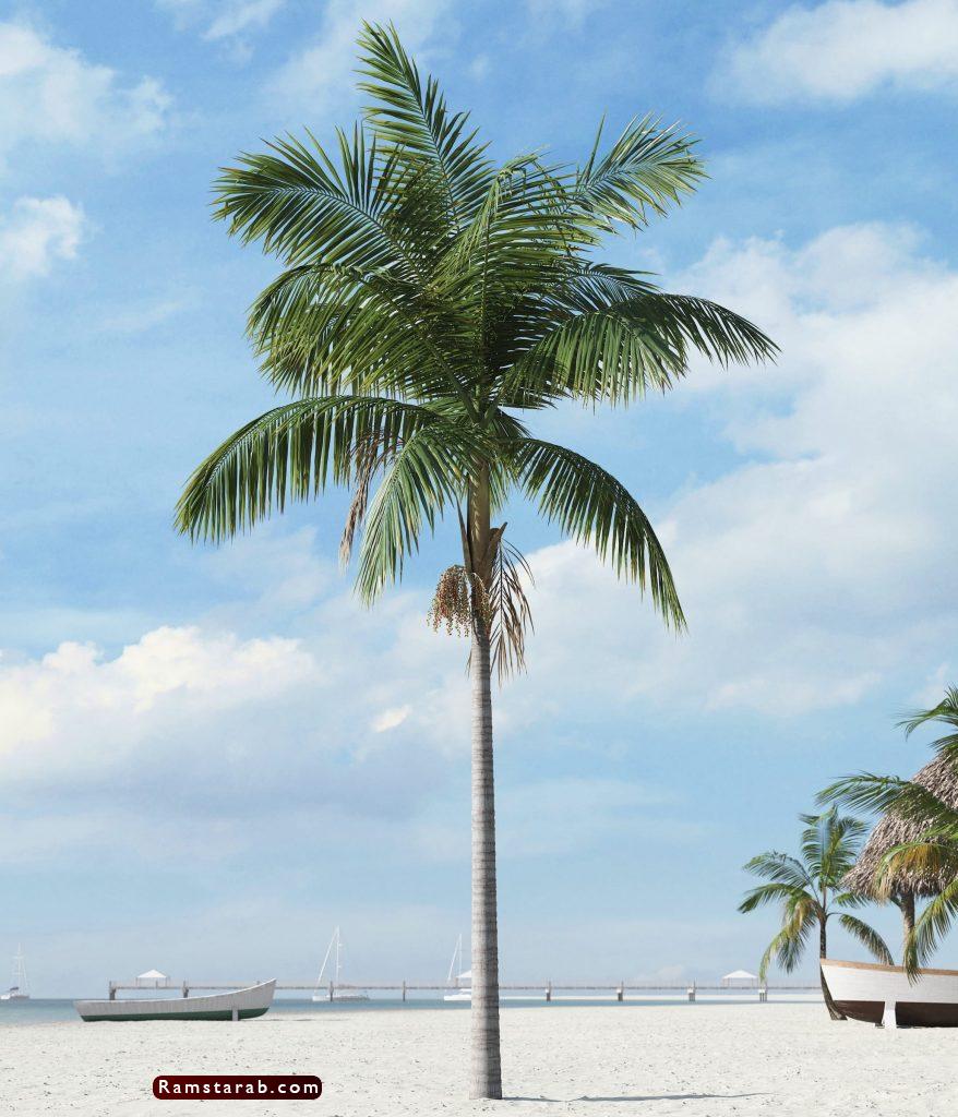 نخل صور نخل, فوائد النخل | رمسة عرب