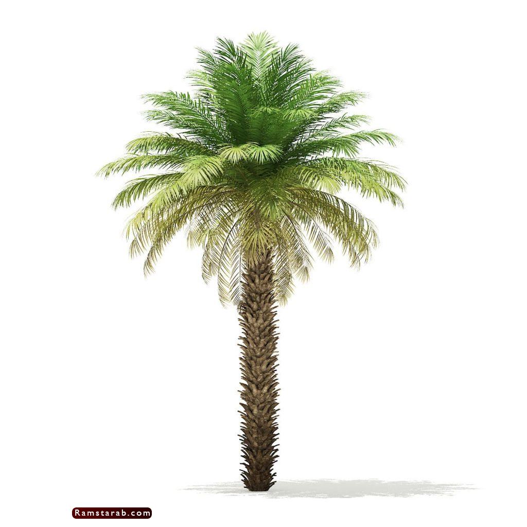 نخل صور نخل, فوائد النخل | رمسة عرب