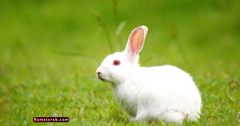 صور ارنب | رمسة عرب